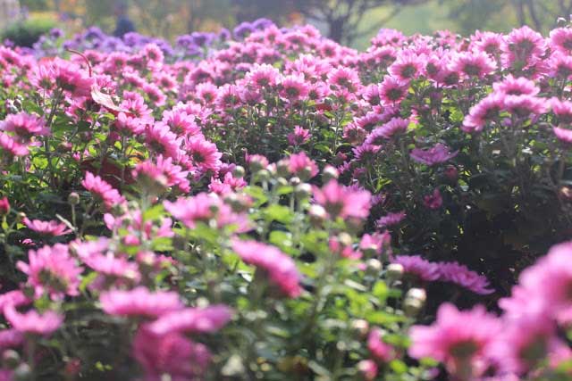 Kisah Tragis di Balik Keindahan Nami Island - NTD Indonesia