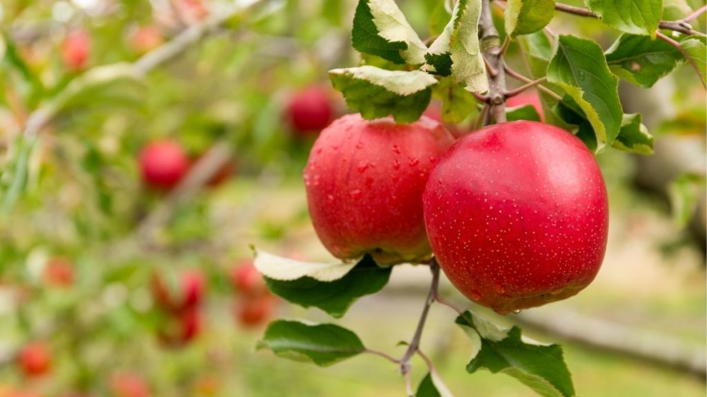 Apa yang Dilakukan Orang-Orang Ini dengan Apel Menentukan Masa Depan ...
