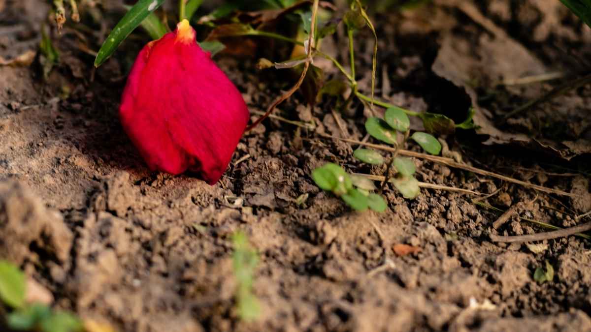 Tanah dengan Wangi Seperti Mawar - NTD Indonesia